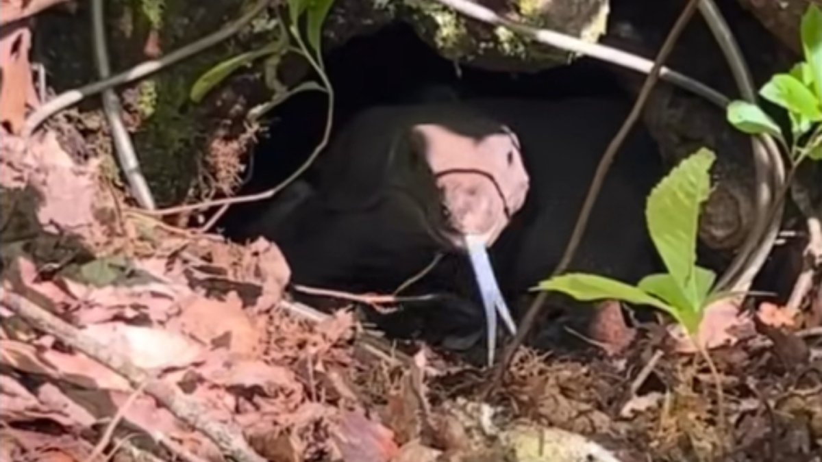 New video: Escaped water monitor lizard captured in Douglas, MA – NBC ...