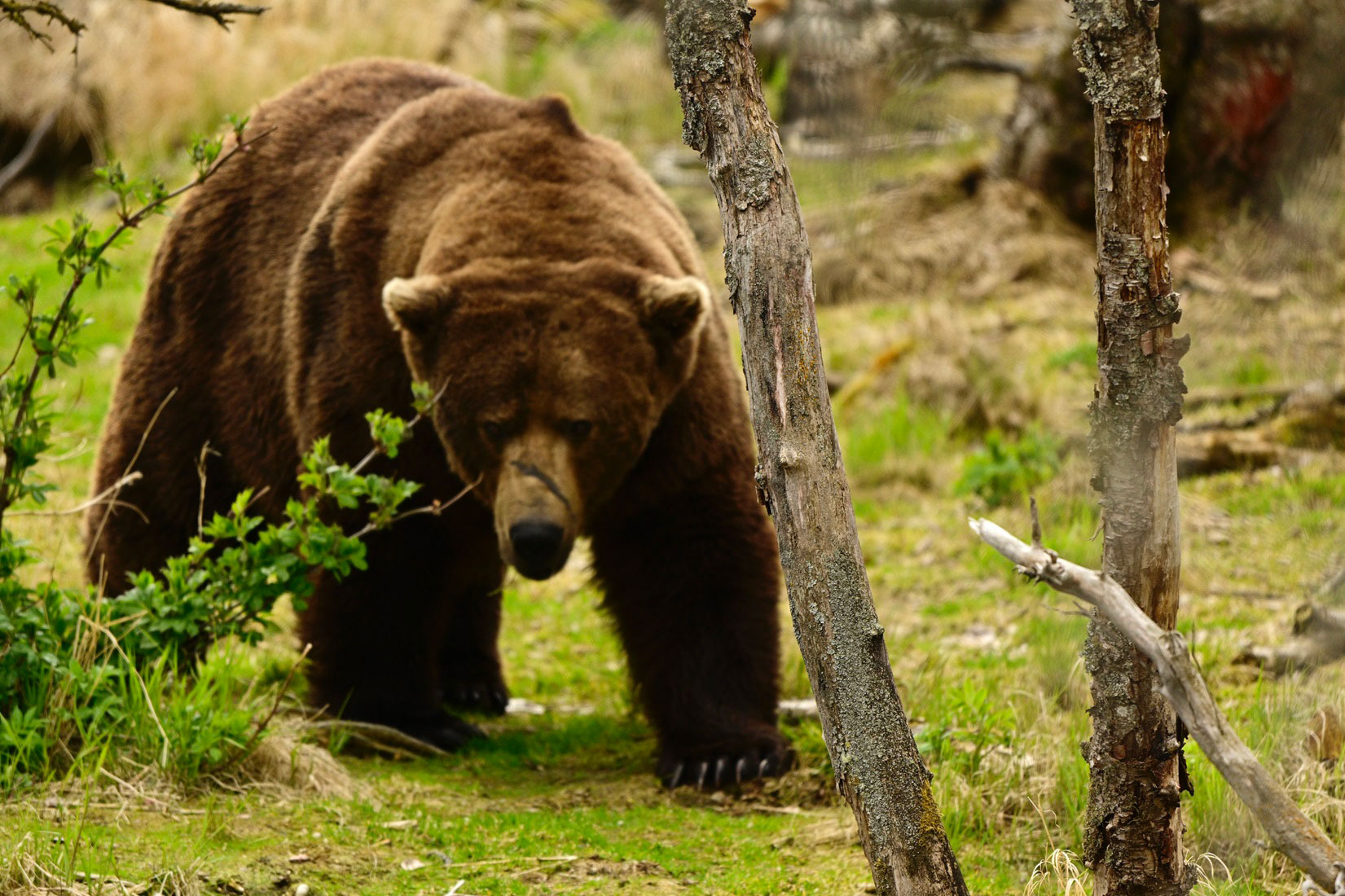 Alaska’s Fat Bear Week contestants, voting rules for 2025 – NBC New York