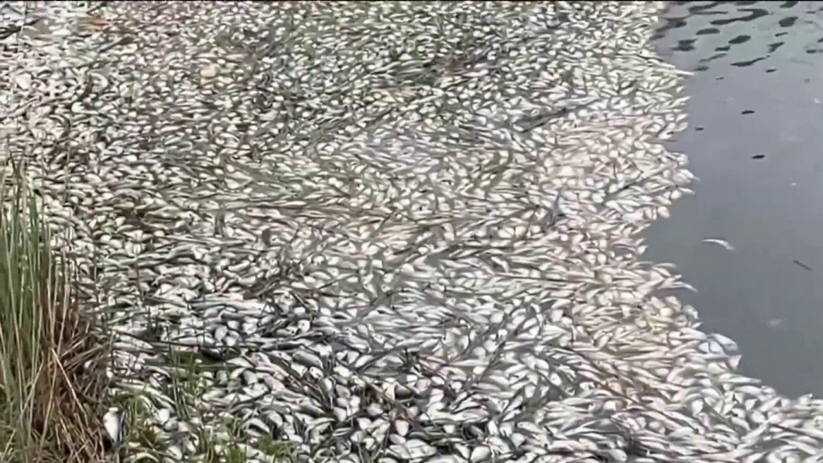 Jersey Shore town finds solution for stinky fish smell – NBC New York