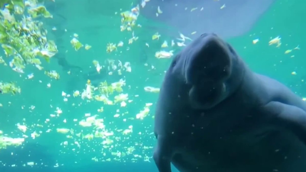 A manatee was spotted at the Jersey Shore. Why that is sparking concerns among experts – NBC New ...