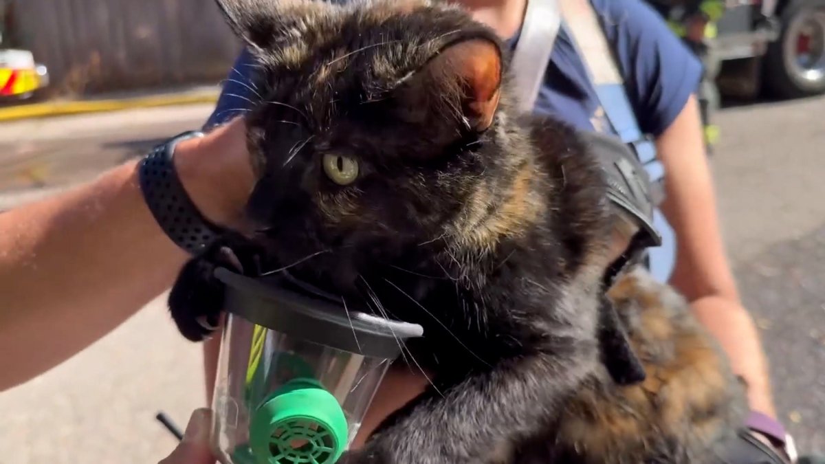 Watch cats receive oxygen after Colorado house fire – NBC New York
