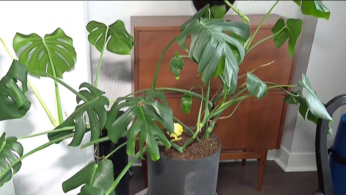 New Jersey legalizes human composting. How does it work? – NBC New York