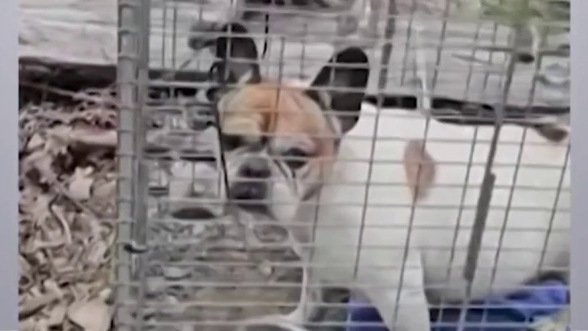 Rocco the Frenchie found after missing nearly a month in NJ suburbs ...
