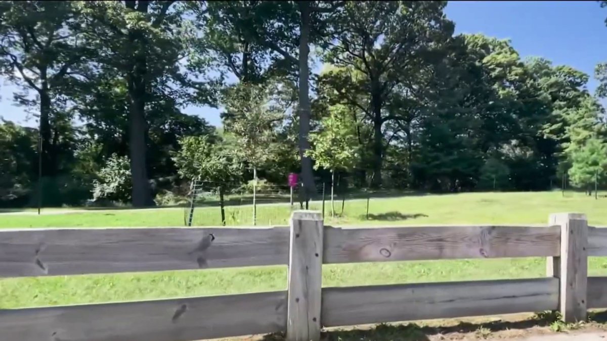 Large pythons on the loose in Queens park – NBC New York