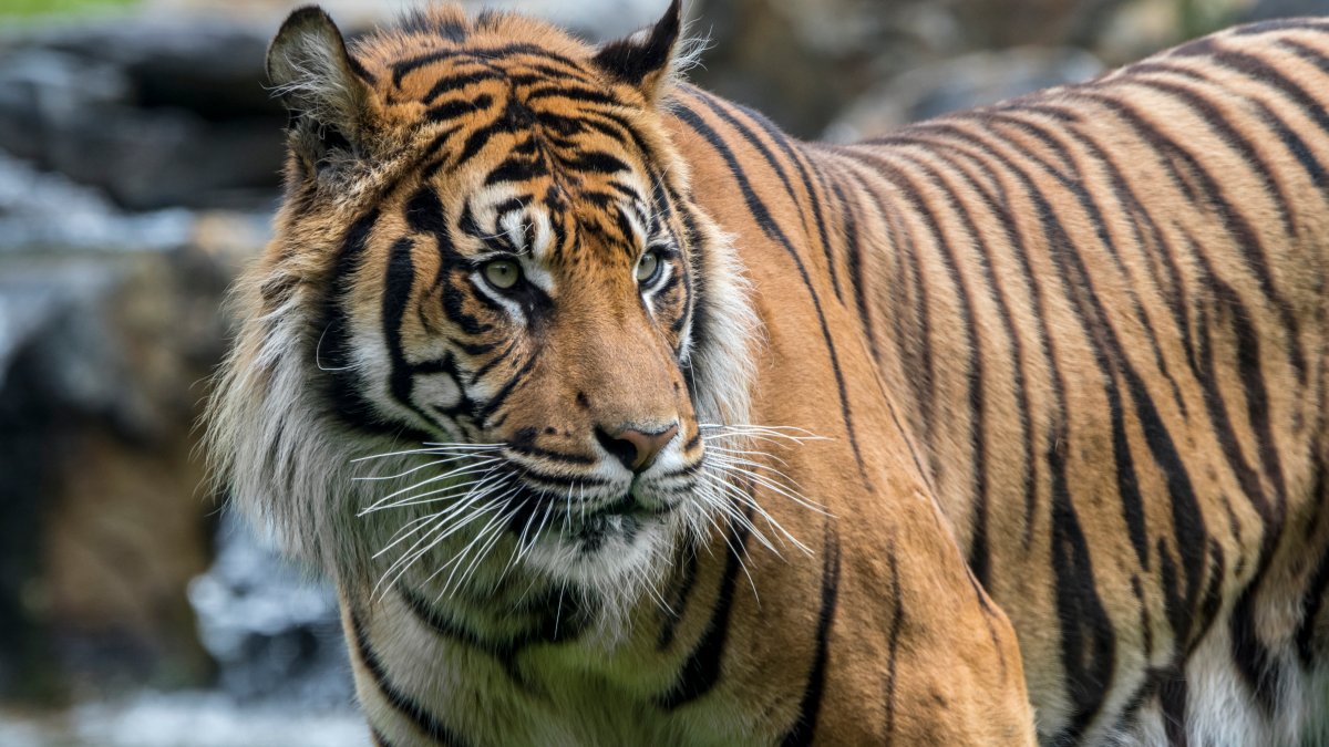 Tiger handler fatally mauled at Oklahoma preserve – NBC New York