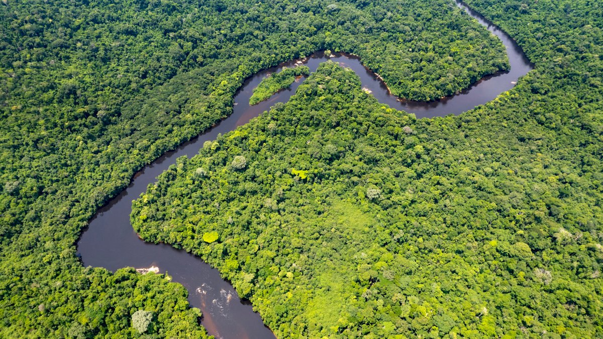 The giants of the Amazon are getting even bigger. – NBC New York