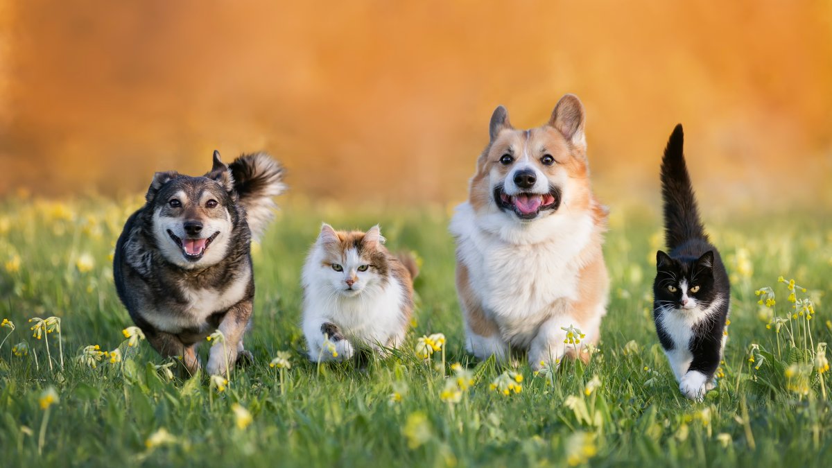 What is animal hoarding? Here’s what to know and how to help with the ...