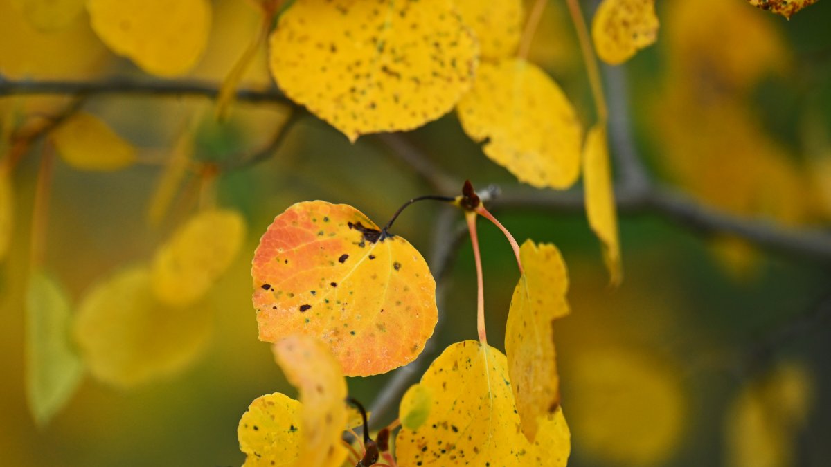 When does fall start? All about the 2025 autumnal equinox – NBC New York