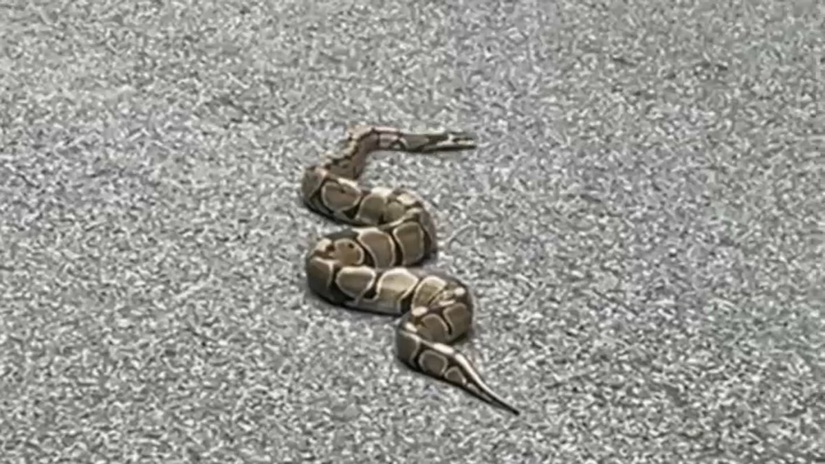 Two pythons on the loose in Queens’ Forest Park – NBC New York