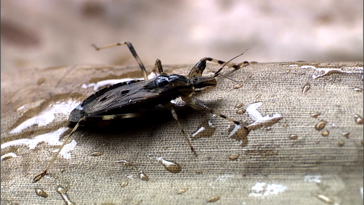 What is Chagas disease spreading in the U.S. – NBC New York