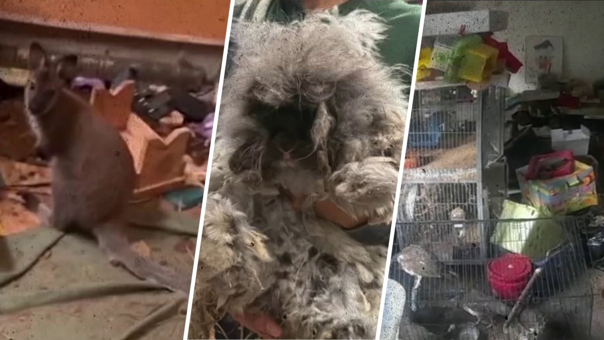 Prairie dogs, hedgehogs, wallaby among animals seized from NY home ...