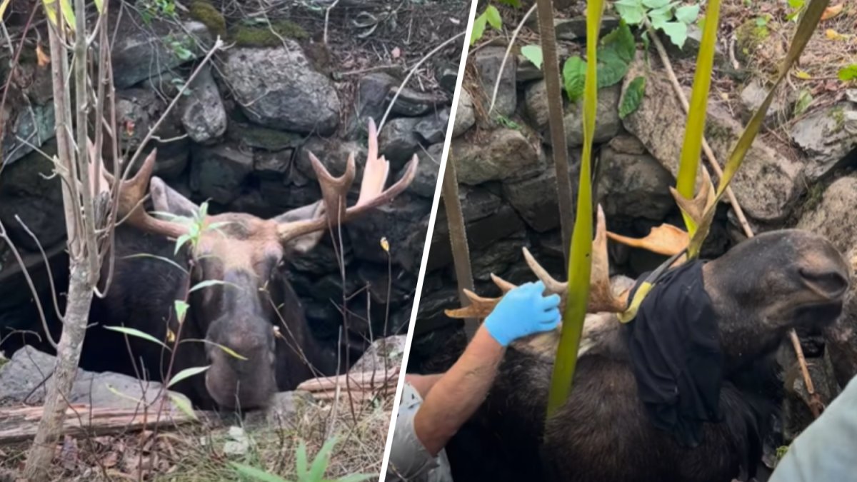 Moose rescued from well in Maine – NBC New York