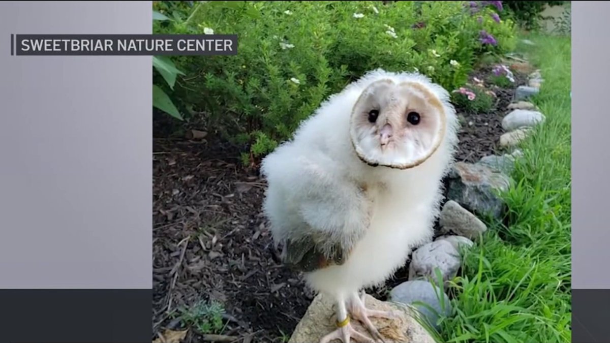 Barn owl escapes from wildlife center on Long Island – NBC New York