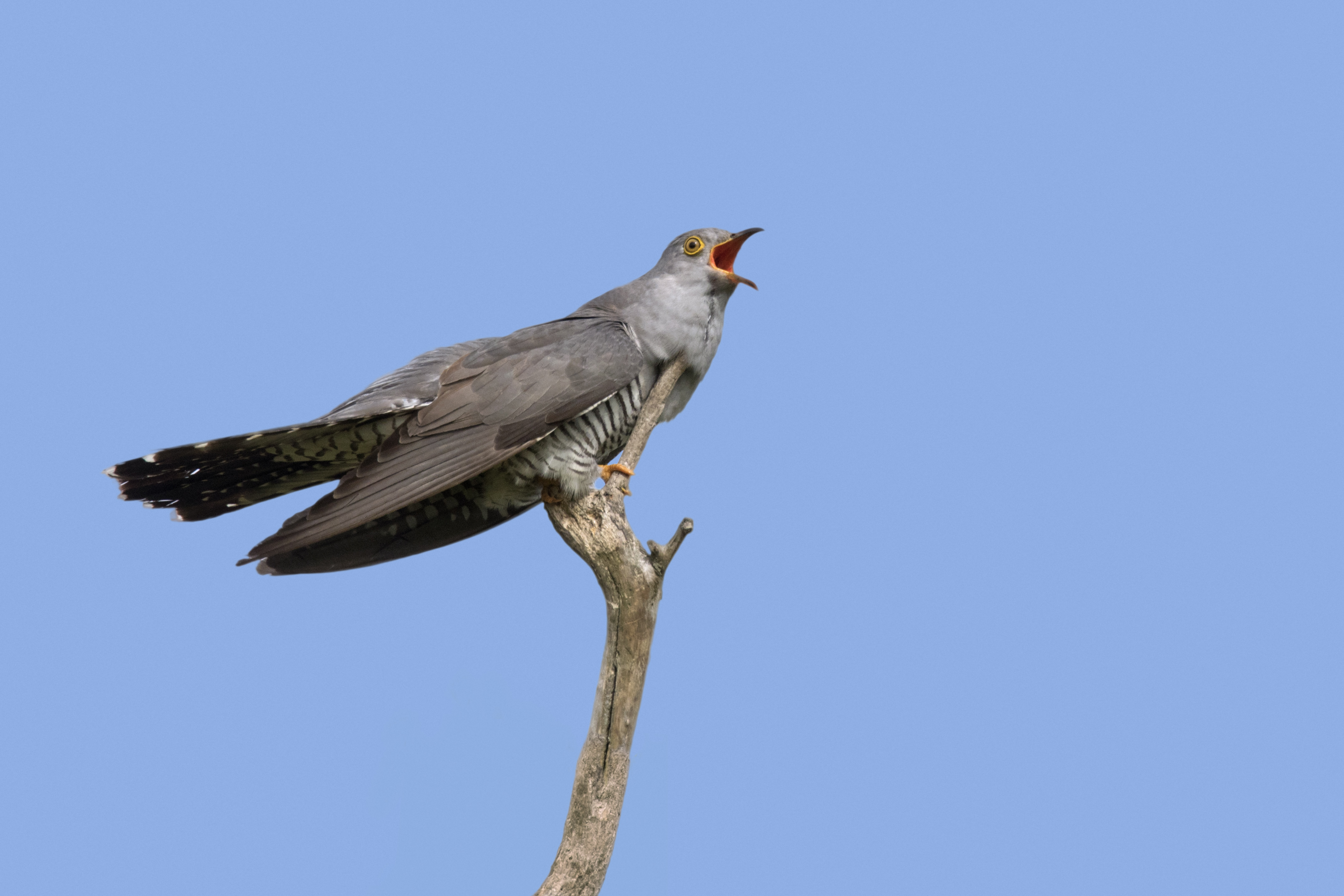 Cuckoo bird spotted on Long Island, rare U.S. sighting – NBC New York