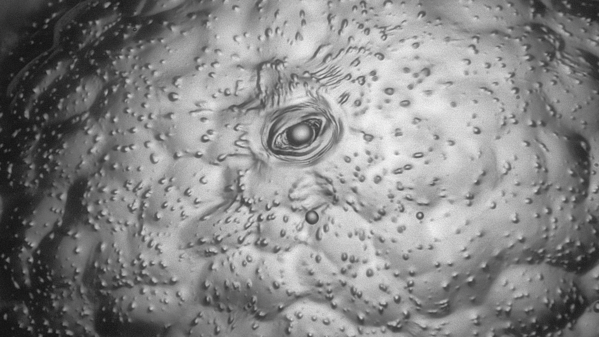 Nikon Small World contest captures a hidden, microscopic world – NBC ...