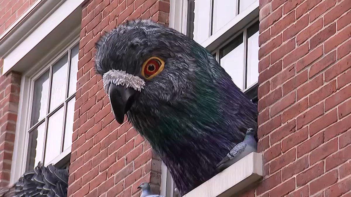 Giant pigeon takes over West Village townhouse – NBC New York