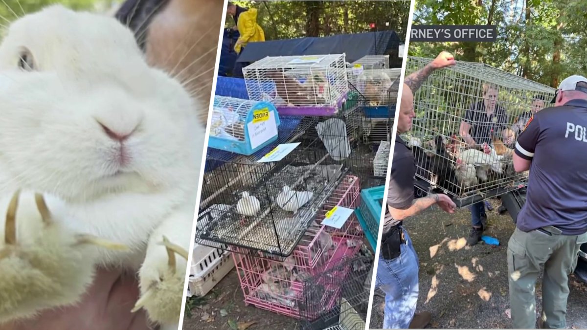 95-Year-Old Woman & 200+ Animals Found in NYC Hoarding Case - World ...