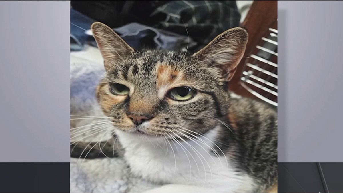 After missing for a decade, long-lost cat gets reunited with NJ family ...