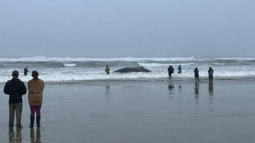 Beached humpback whale euthanized in Oregon – NBC New York