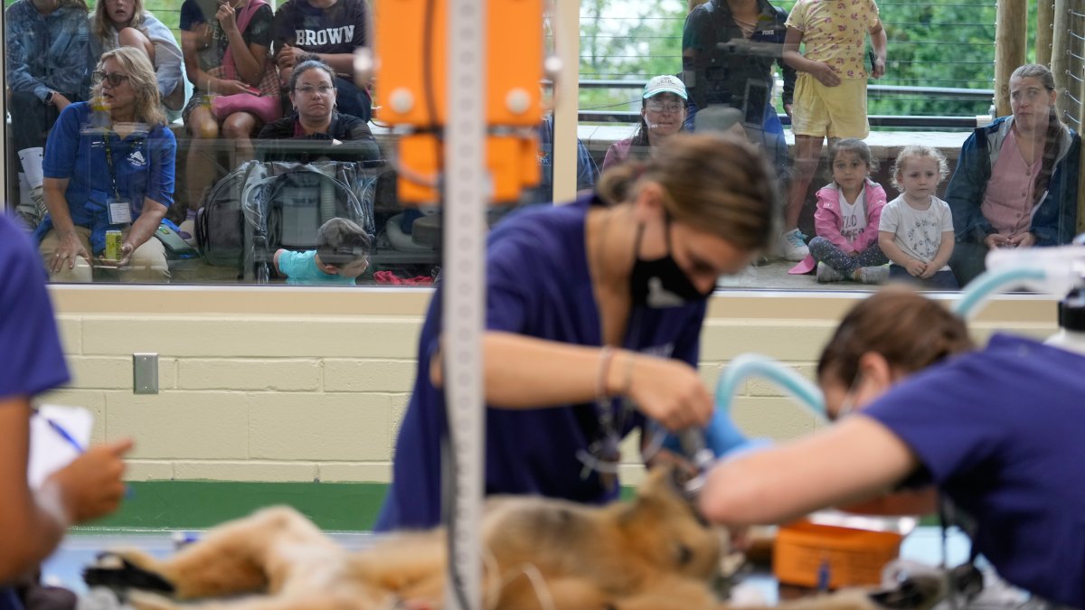 NJ zoo lets visitors watch vets treat animal patients – NBC New York