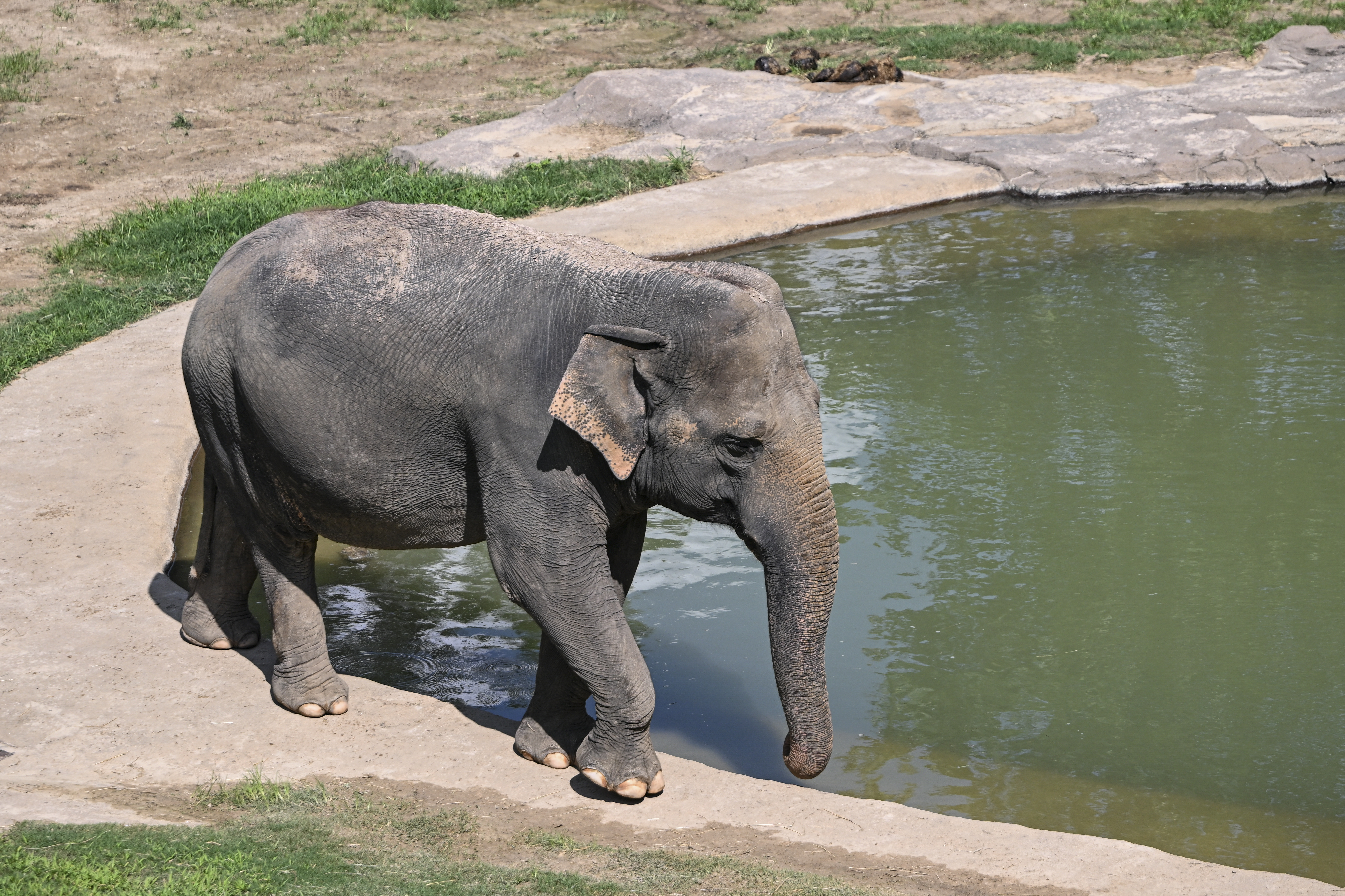National Zoo elephant is expecting a calf, zoo’s 1st in 25 years – NBC ...