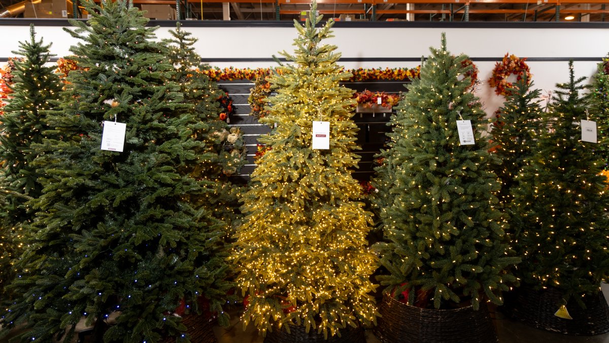 Tariffs could be coming for your Christmas tree – NBC New York