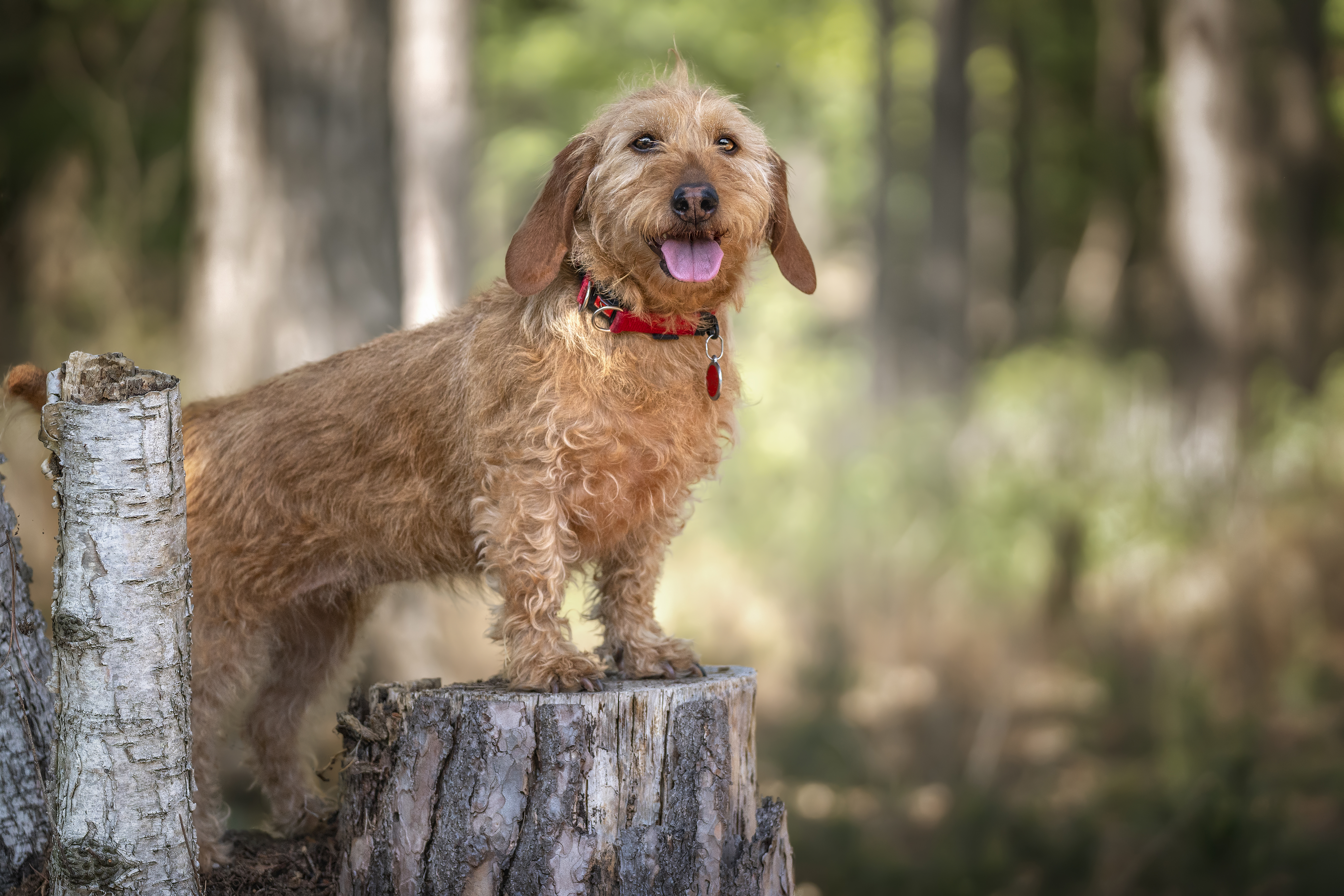 The American Kennel Club adds 3 more dog breeds – NBC New York