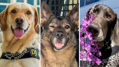 TSA releases ‘paw-some’ 2026 canine calendar featuring airport pups ...
