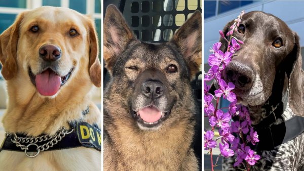 TSA releases ‘paw-some’ 2026 canine calendar featuring airport pups ...