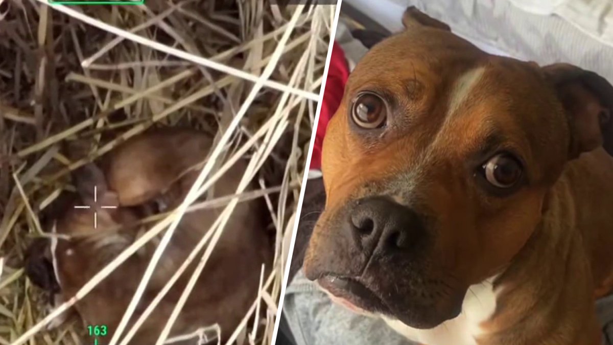 NJ woman reunited with lost dog after drone company helps out – NBC New ...