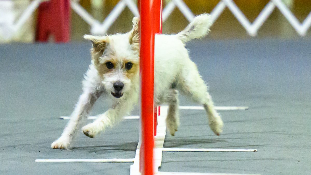 Wowed by the agility dogs at the Westminster show? A winning handler ...