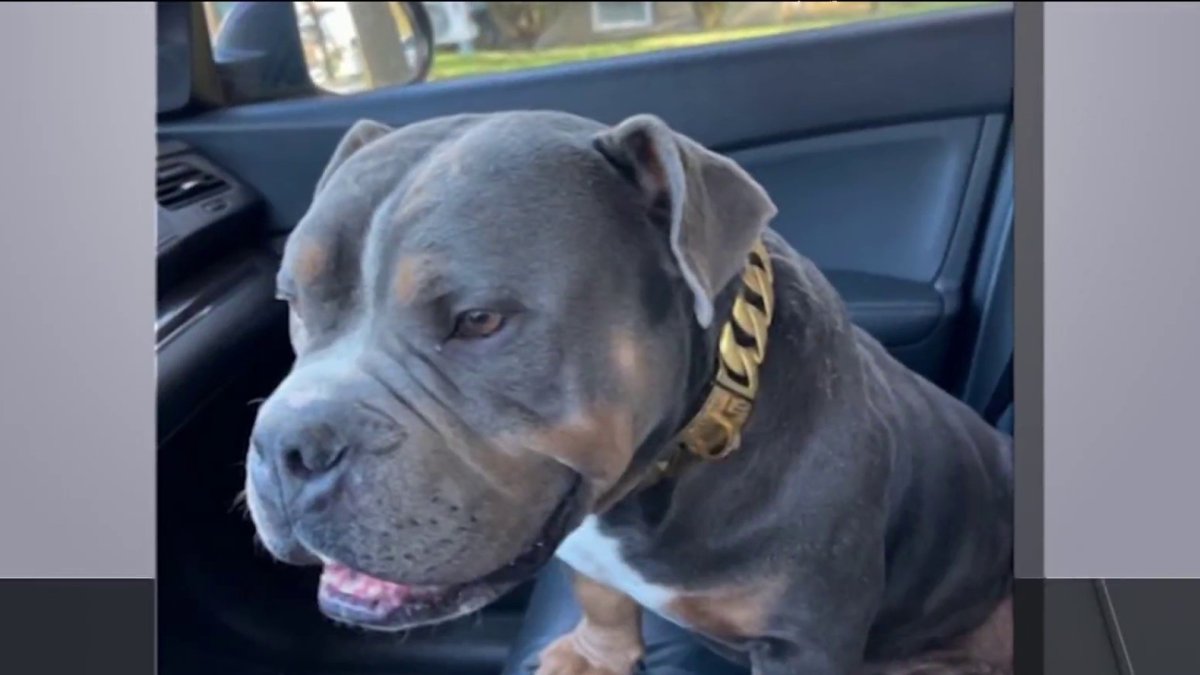 Man accused of stealing dog from 15-year-old girl – NBC New York