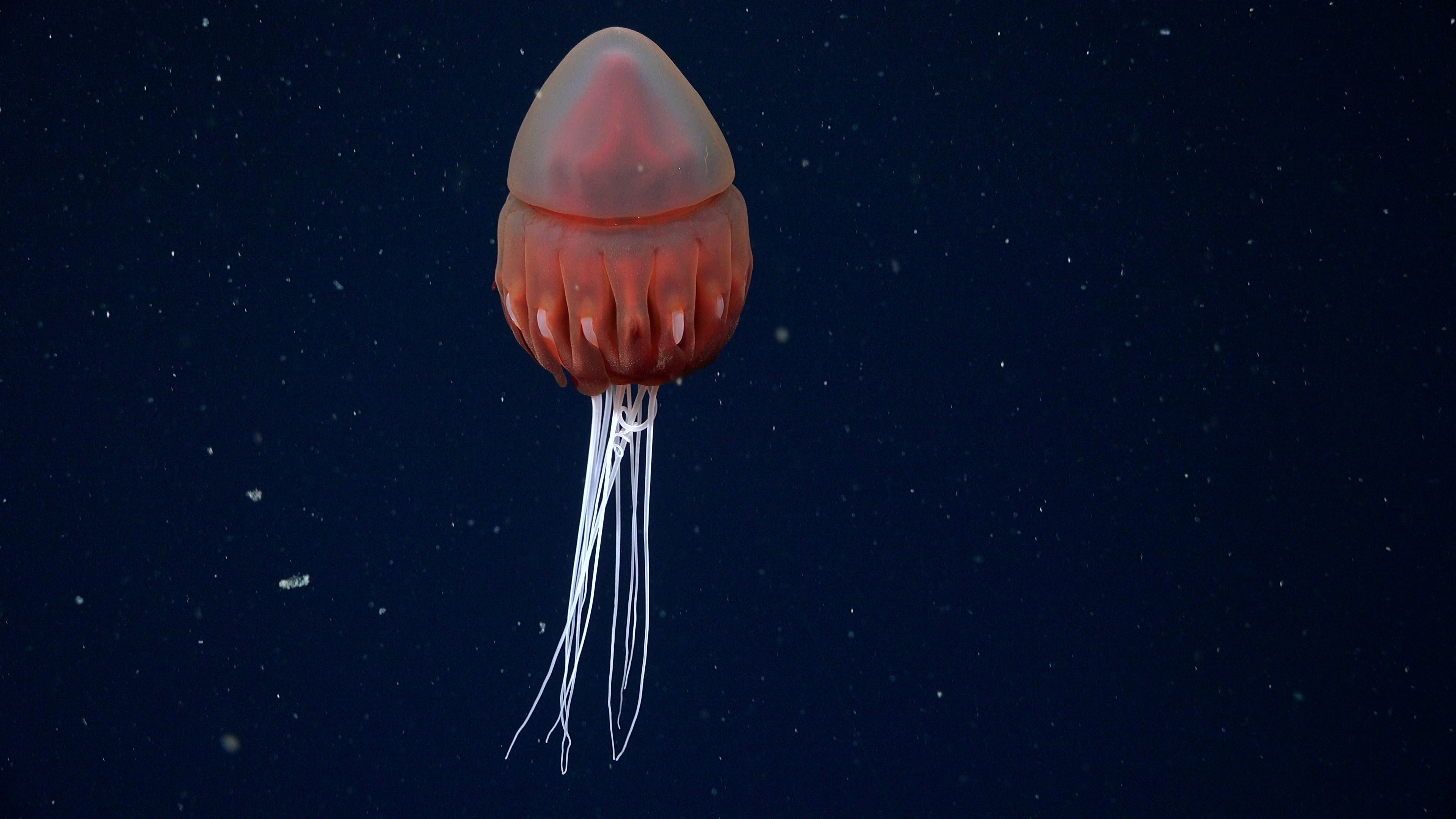 Rare phantom jellyfish seen in Argentina deep sea exploration – NBC New ...