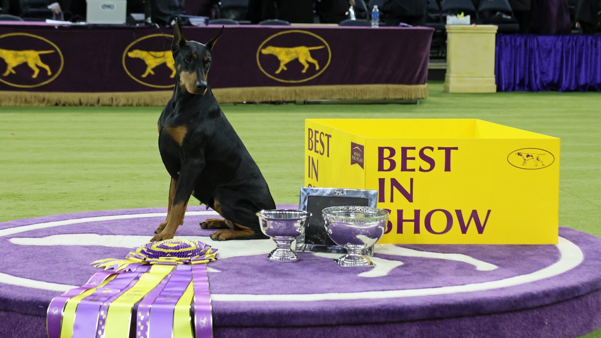 Penny wins best in show at 150th annual Westminster Kennel Club Dog ...