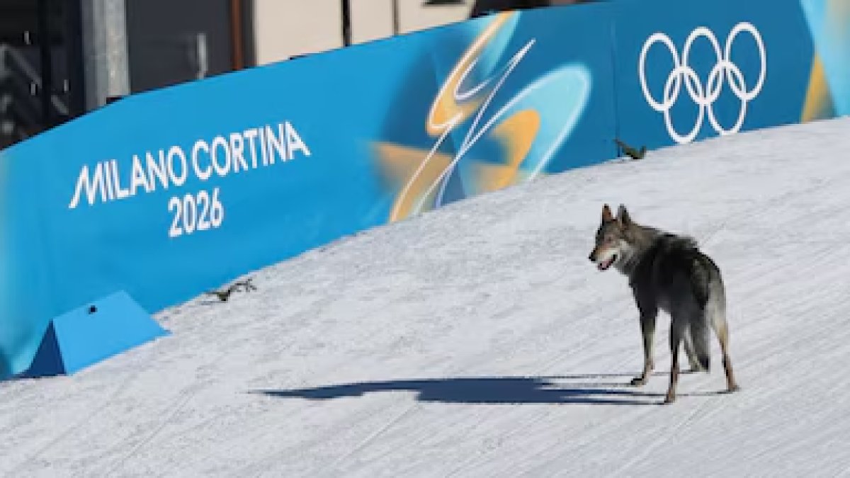 Video shows dog crash Olympics cross-county ski race – NBC New York
