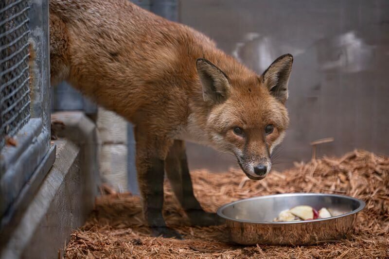 Red fox stows away on cargo ship, traveling from England to NYC – NBC ...