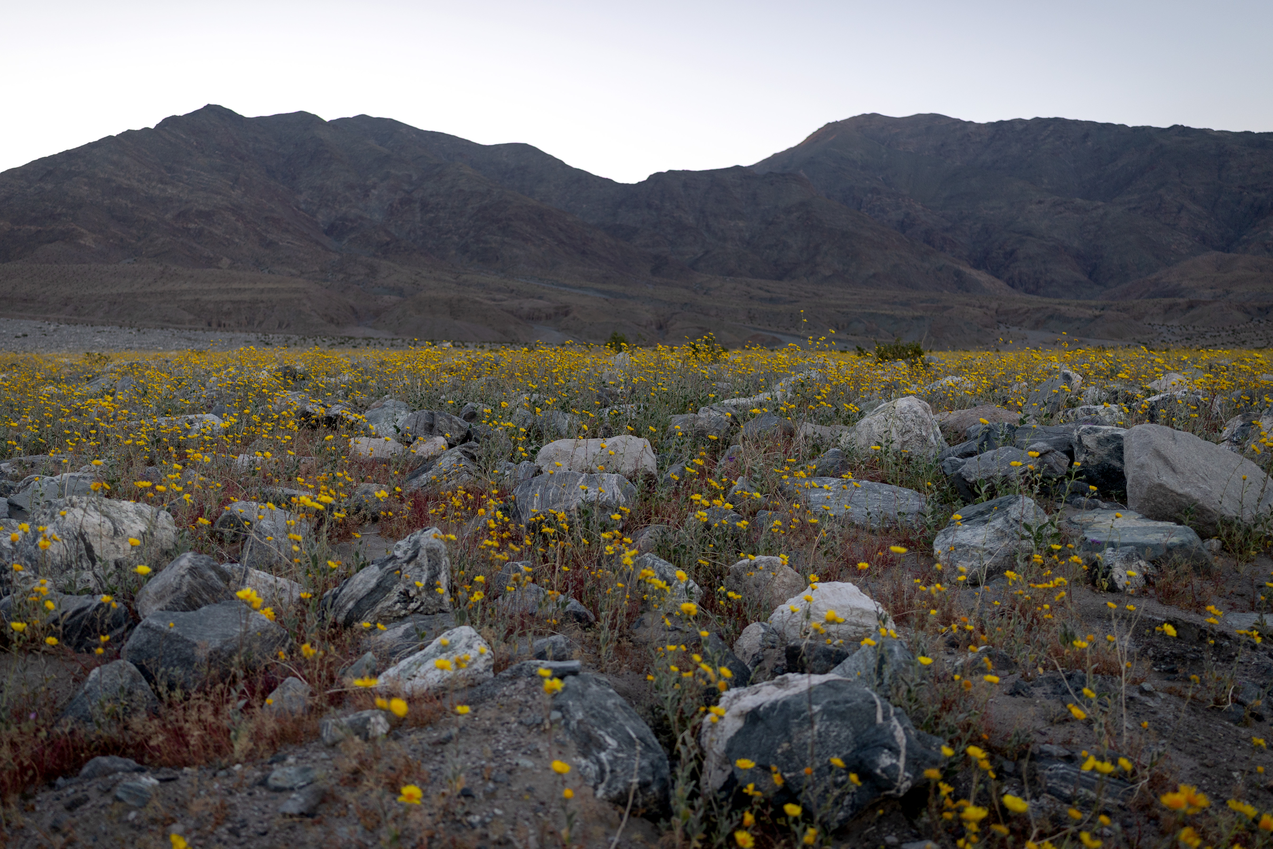 Death Valley sees its most spectacular superbloom in a decade – NBC New ...