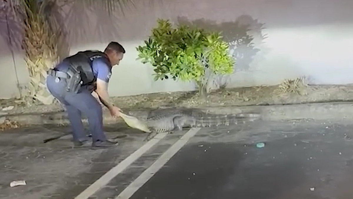 Police officer wrangles alligator with ‘attitude’ in parking lot – NBC ...