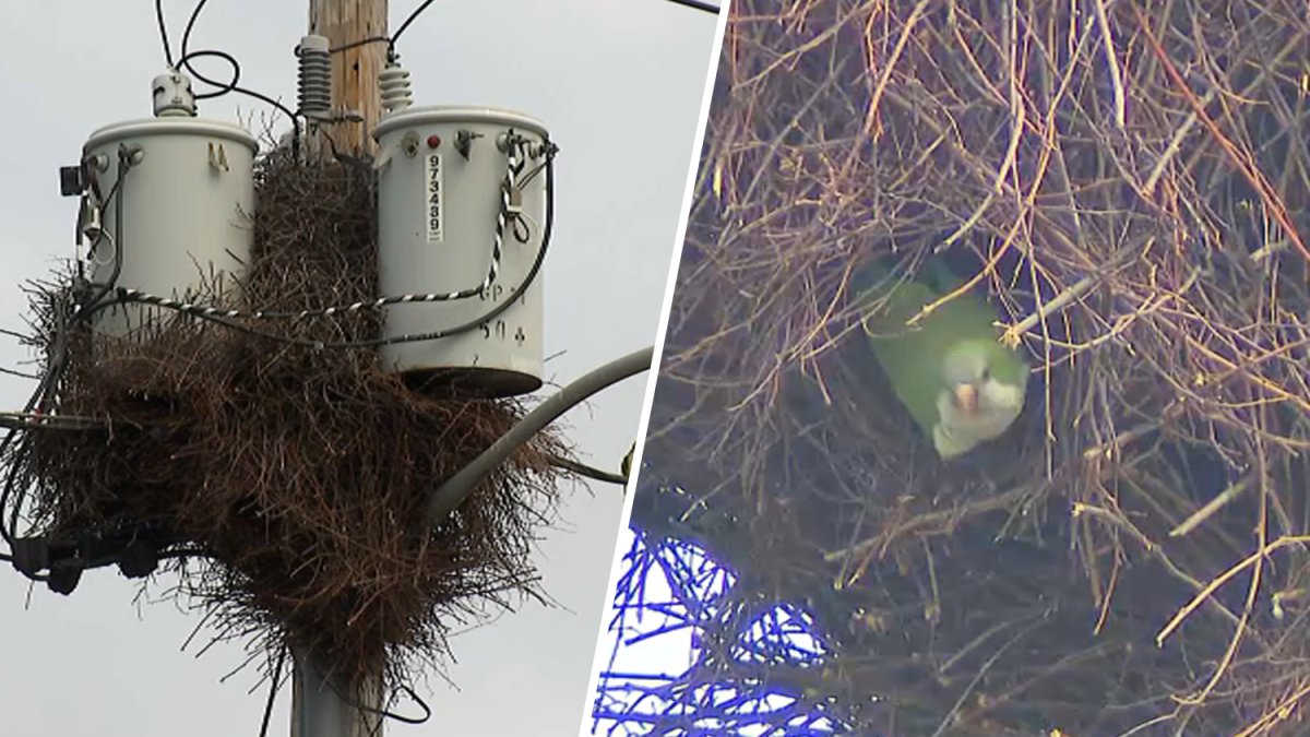 Monk parrots make huge bird nests on Long Island – NBC New York