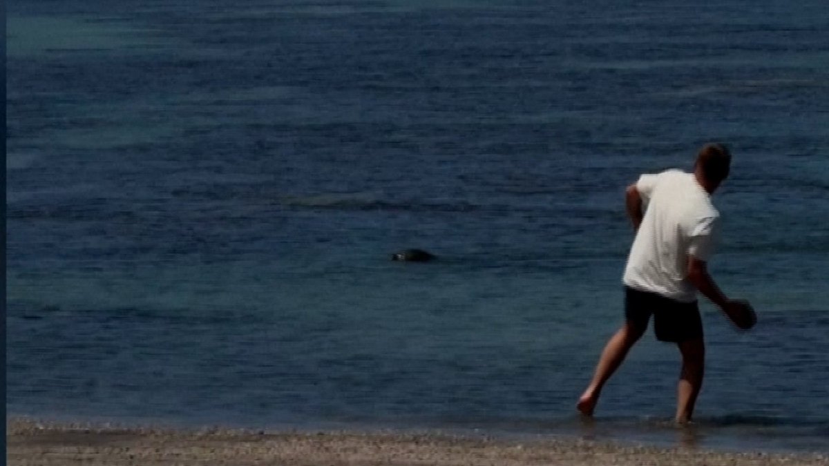 Video shows tourist throwing rock at Hawaiian monk seal – NBC New York
