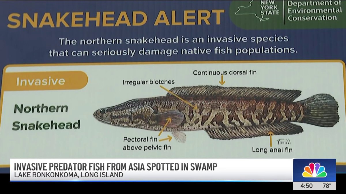 Invasive predator fish from Asia spotted in Long Island swamp – NBC New ...