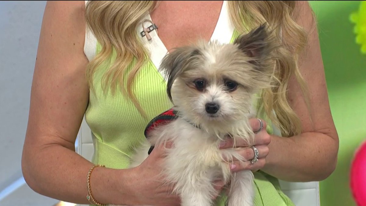 Close out National Pet Month with an adoption! – NBC New York