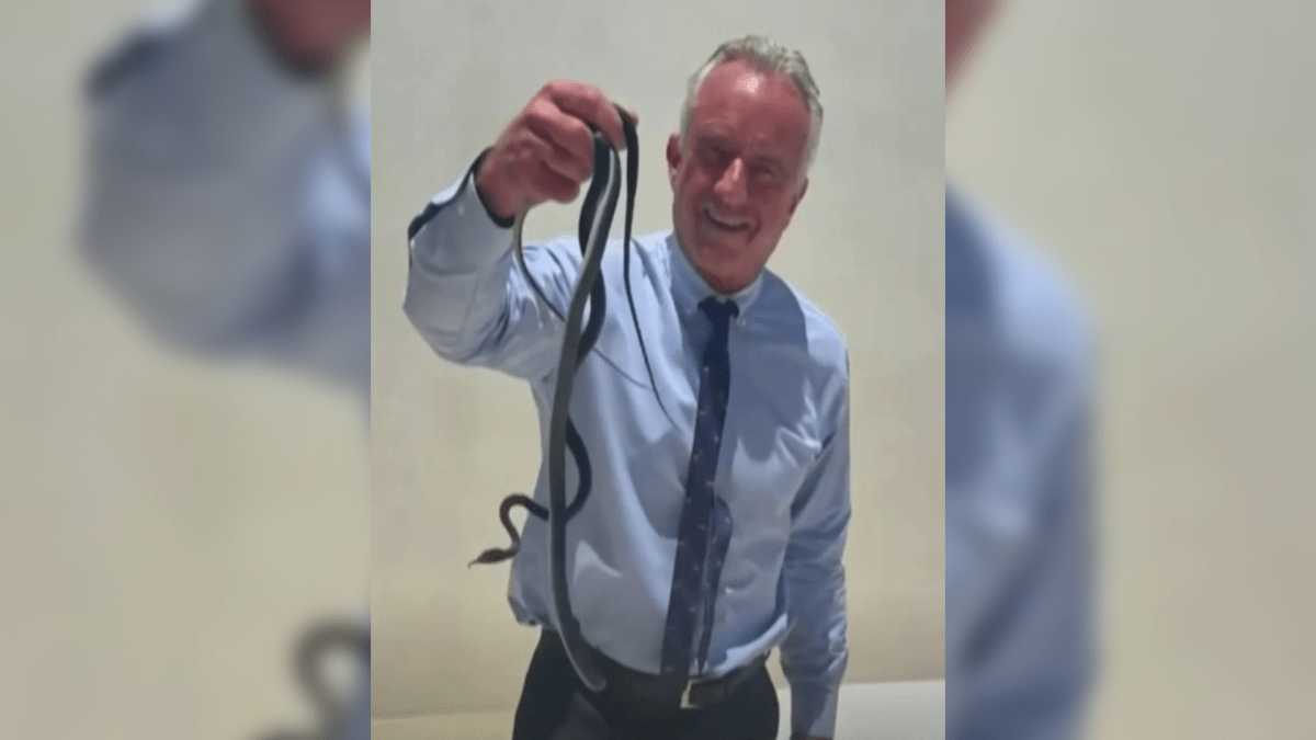 RFK Jr. snatches snakes in viral video – NBC New York