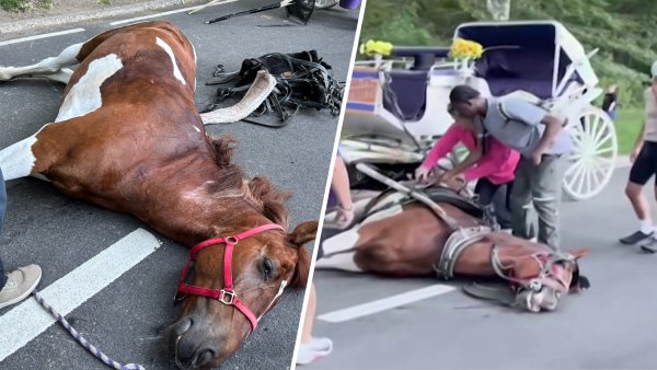 Carriage horse dies after collapsing in Central Park – NBC New York