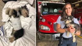 US and World News | NBC New York